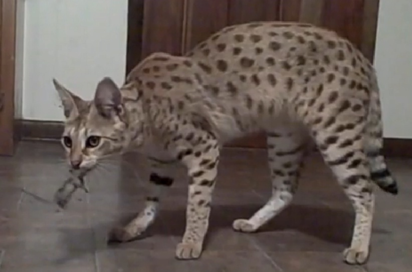 Animal Photo: Ocicat