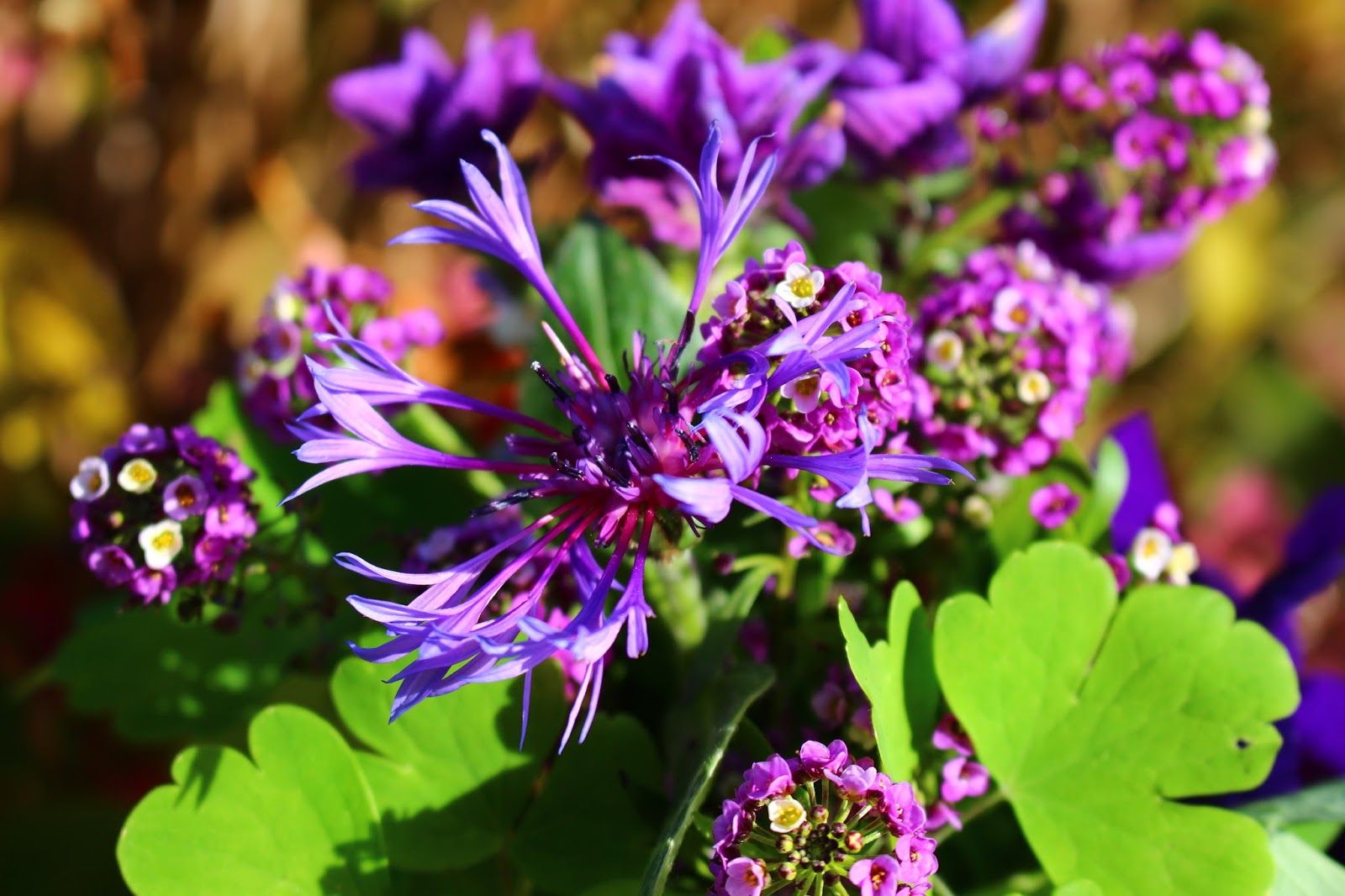 Roses du jardin Chêneland: Alysse maritime