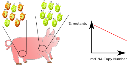 Imperial Mitochondriacs: Segregation of naturally occurring ...