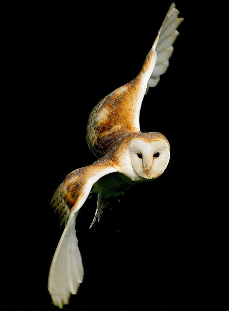 Content in a Cottage: Barn Owl in Flight