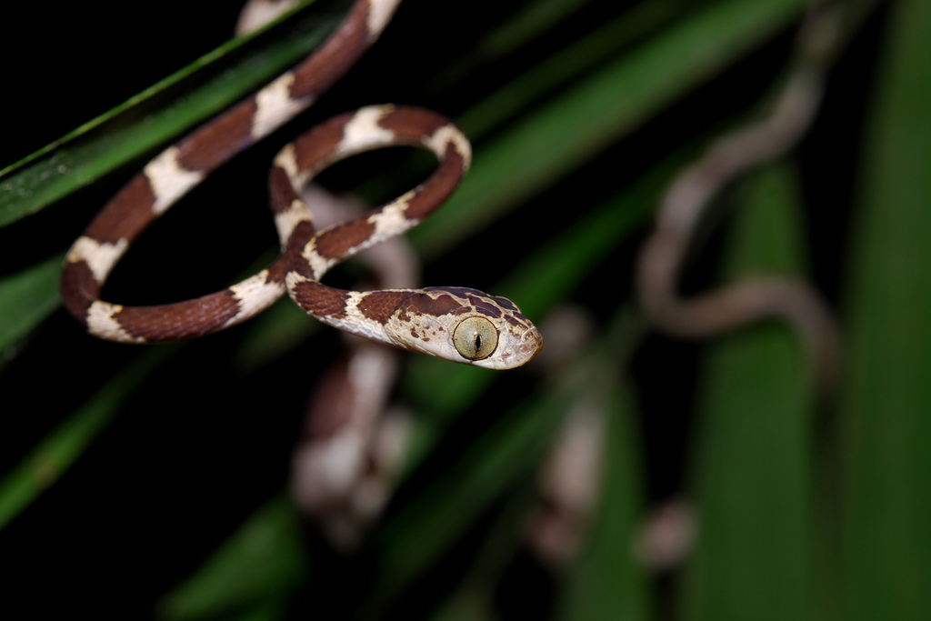 Real Monstrosities: Blunthead Tree Snake