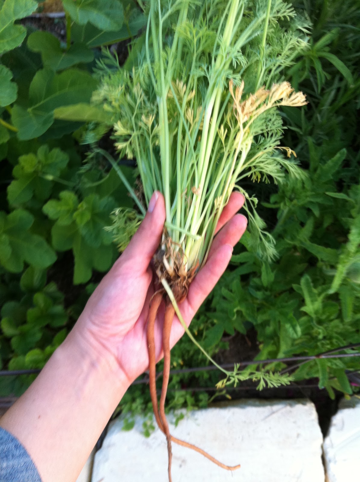 Hill Country Herbalist: Today in the Hill Country Garden: Harvesting ...