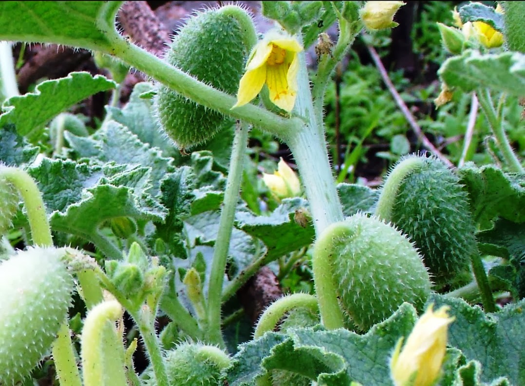 AmicoMario: IL COCOMERO ASININO (Ecballìum elaterium (L.) A. Richard ...