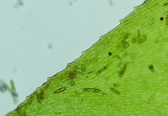 Bryo Bits: Platyhypnidium riparioides at Cullaloe LNR