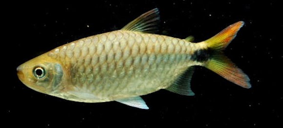 Alma d'Água: Peixes / Characiformes / Alestidae