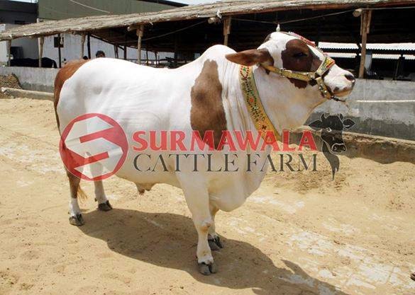 Bakra Eid 2014 - Photos and Videos of Qurbani Cows and Bakras: Surma ...