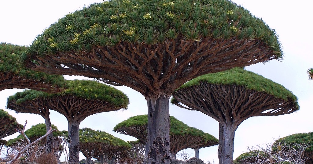 endangered dragon's blood tree