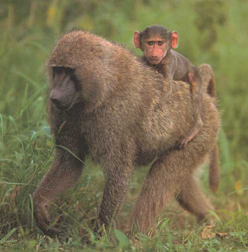 Baboon Amazing Animal Like Human | The Wildlife