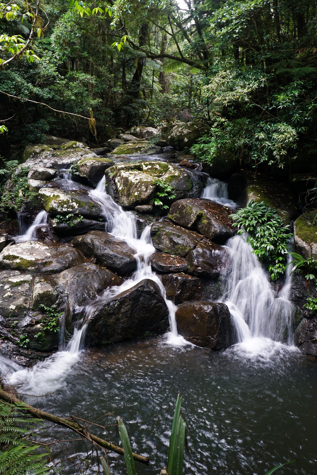 Coomera Circuit (Lamington National Park) ~ The Long Way's Better
