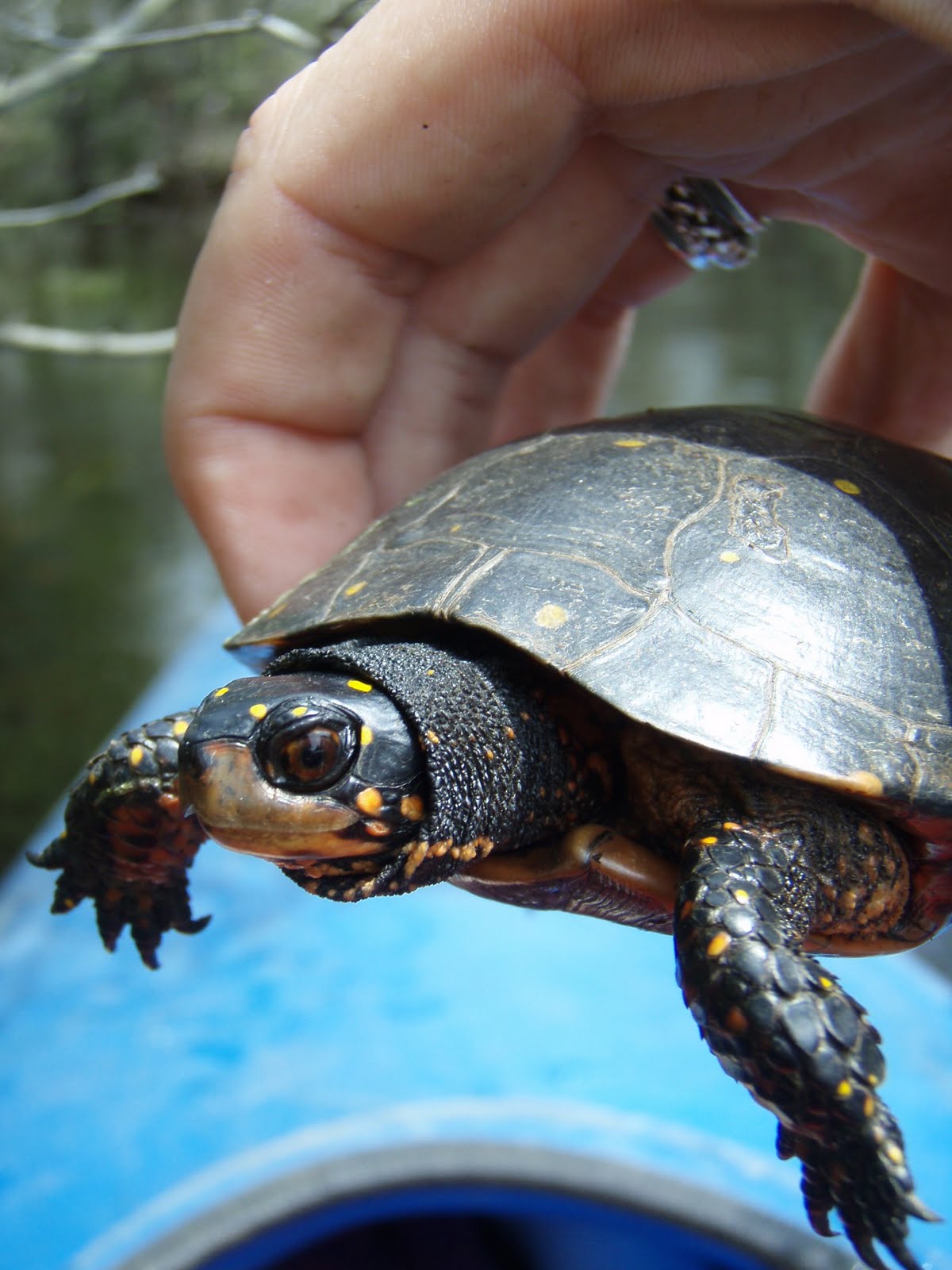 Plants and Wildlife of New Jersey: Spotted Turtle--Clemmys guttata