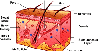 Kesehatan dan Kecantikan: Organ Kulit