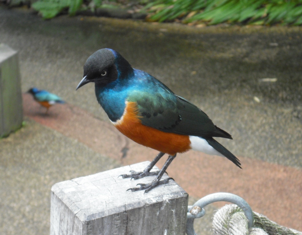 Ohio Birds and Biodiversity: The beauty of starlings
