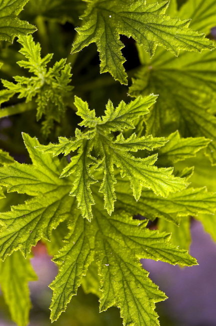Gardening with the Clouds: morningsun herb farm, vacaville