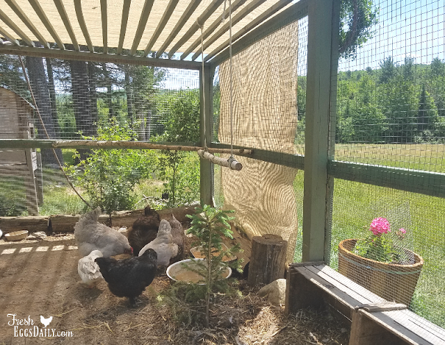 5 Easy Ways to Summerize your Chicken Run - Fresh Eggs Daily® with Lisa ...