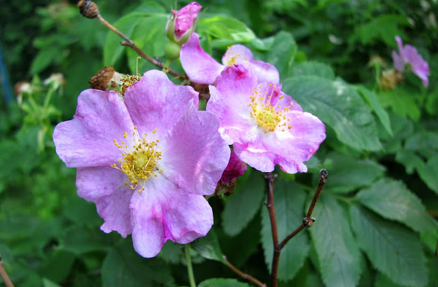 Larry's Photo a Day: Iowa's State Flower.........