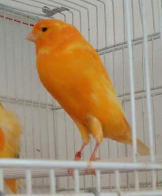 Greek Yorkshire Canaries: Αυγούστου 2016