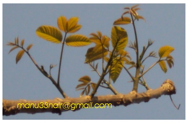 papanasini: INDIAN HOG PLUM (AMBAZHAM)