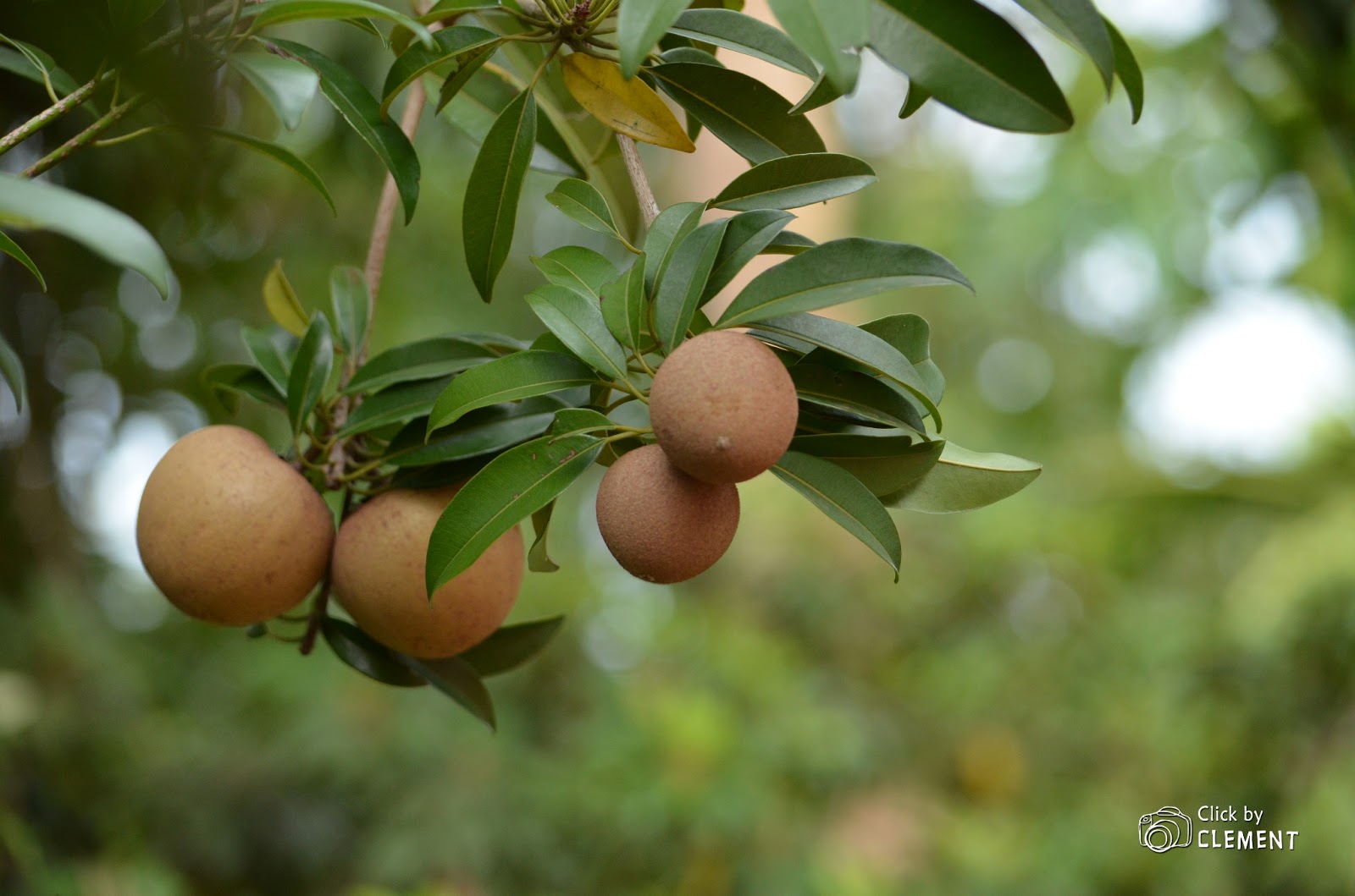 My Clicks: Sapota Fruit