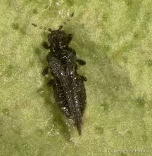 MITIKI -KILIMO KWANZA: UTITIRI - WADUDU WASUMBUFU WA MIKOROSHO