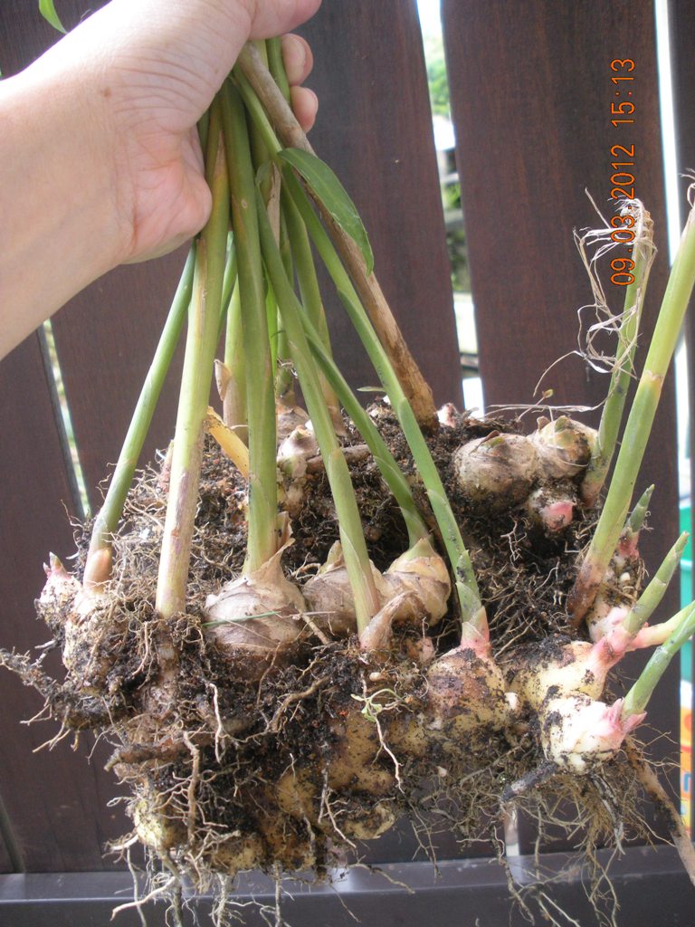 On The Green Side Of Life: Growing Ginger In Container