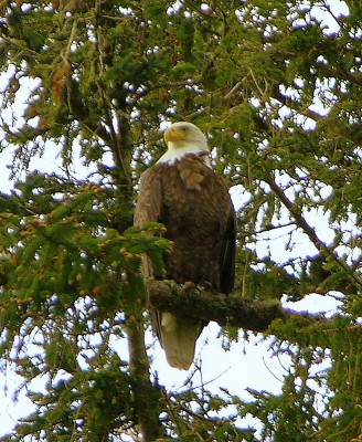 cubaninsider: America, Cuba, and the Arts of Stupidity and Greed