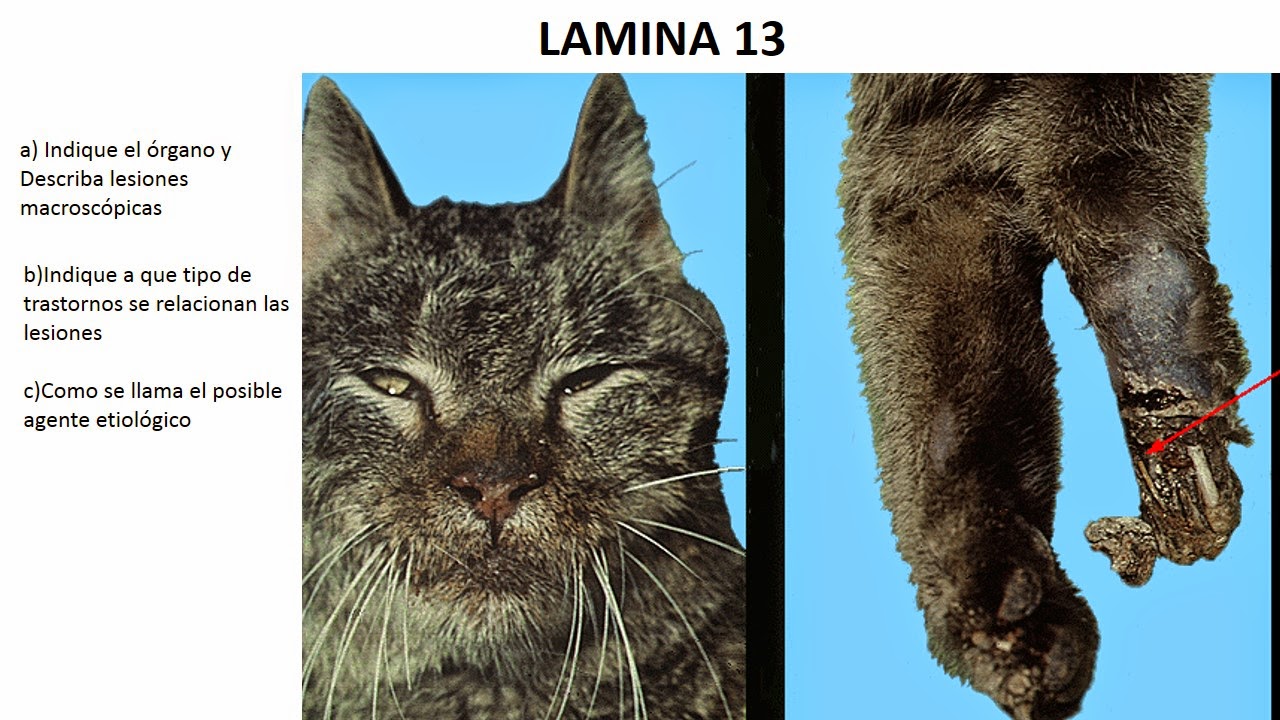PATOLOGIA GENERAL VETERINARIA: NECROPSIA EN ANIMALES DOMESTICOS