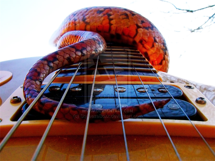 Our Beautiful World: Beautiful red snakes
