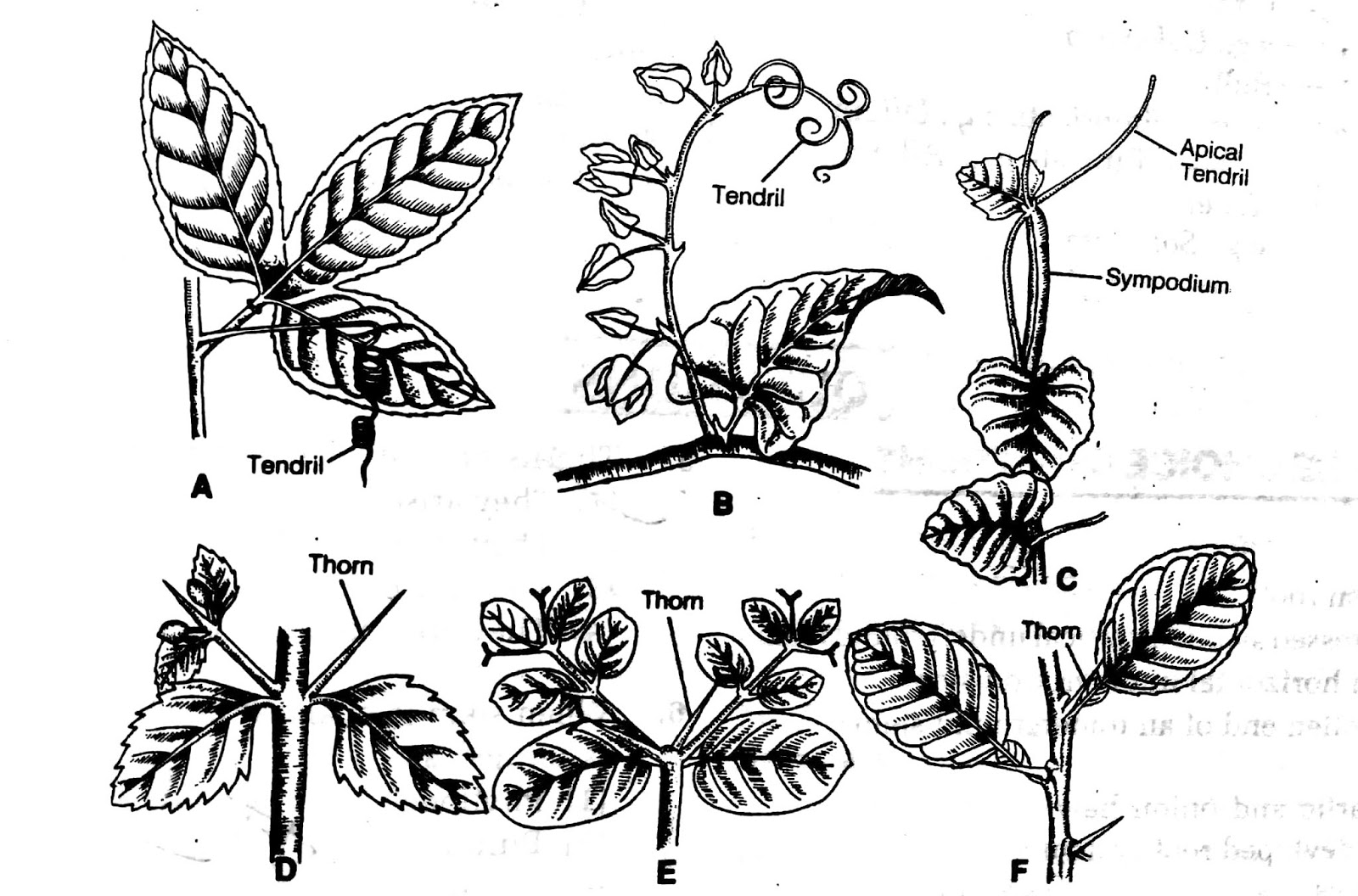 Botanica: MORPHOLOGY OF LEAF