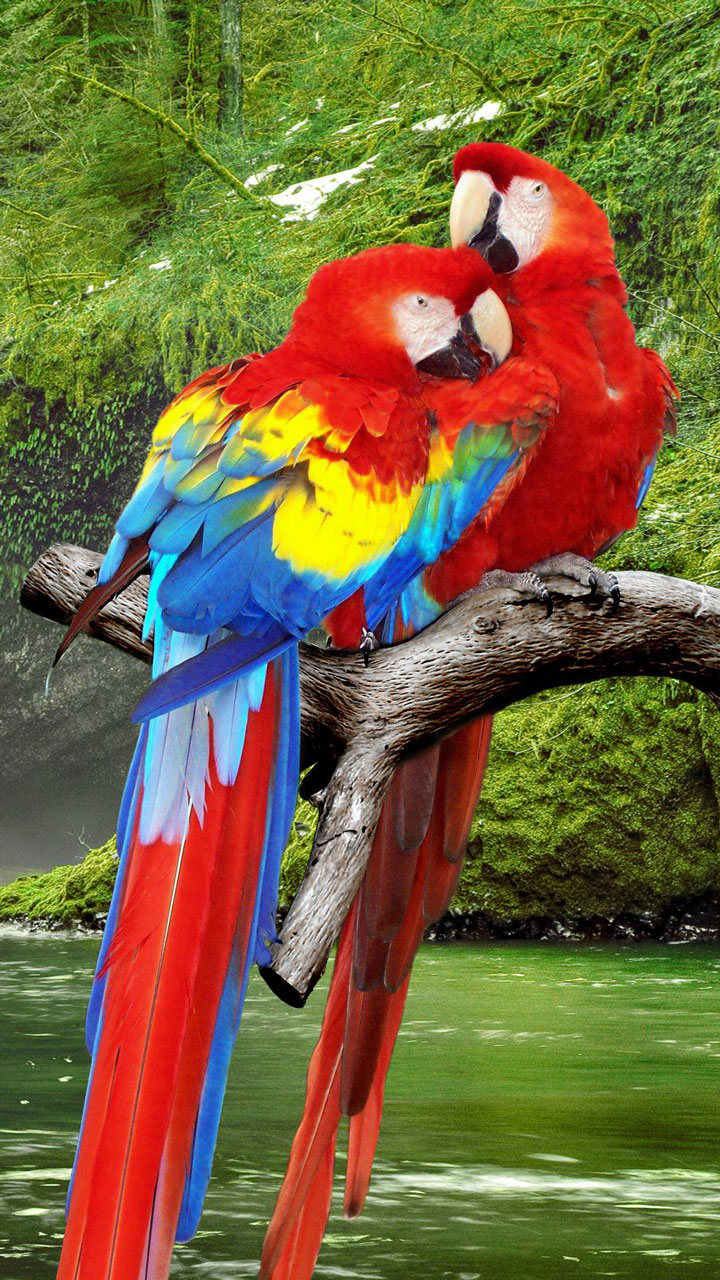 Happy APPS: Parrot Live Wallpaper