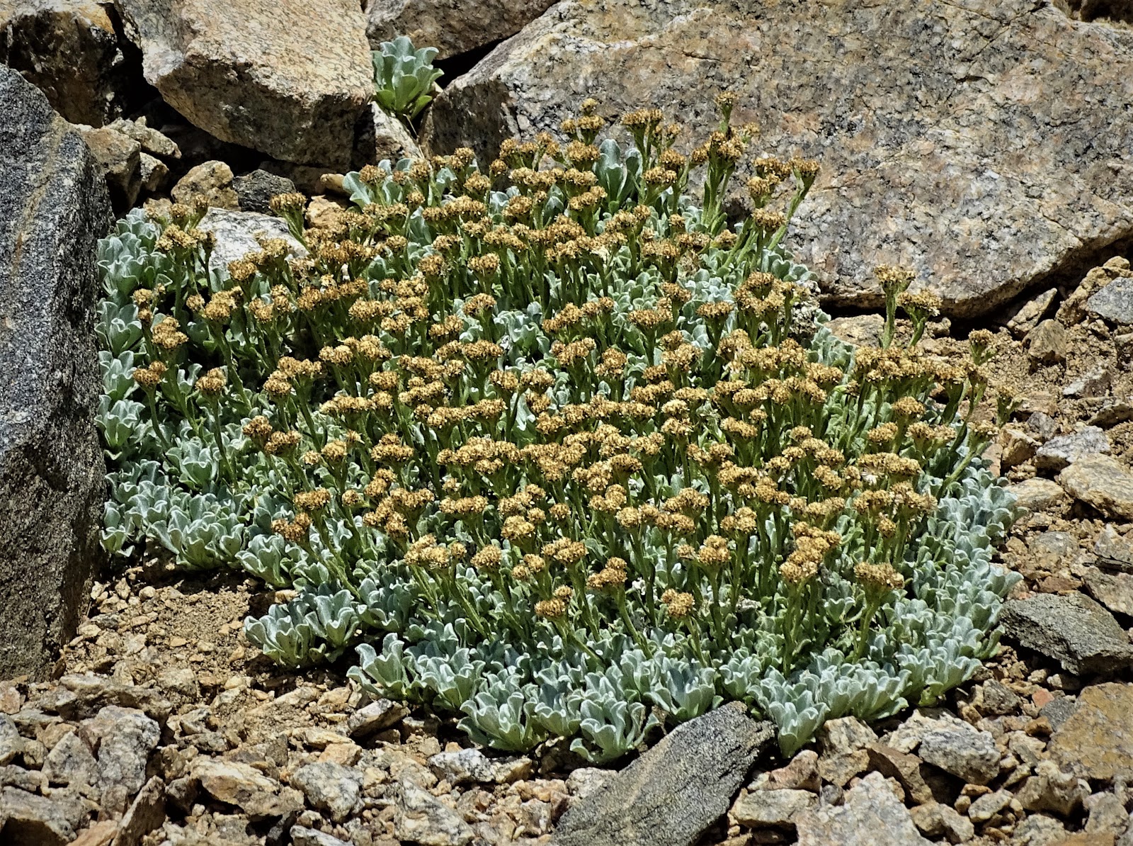 Prairiebreak: An album with a floral few gems from Northwestern Wyoming ...