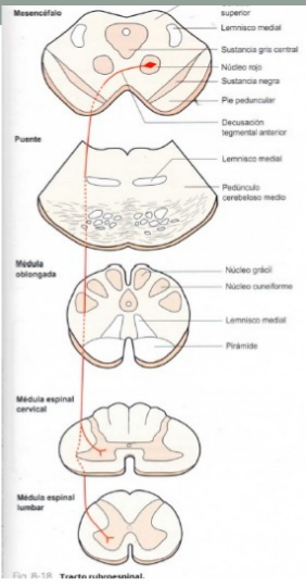 Neuroaprende : Tracto rubroespinal