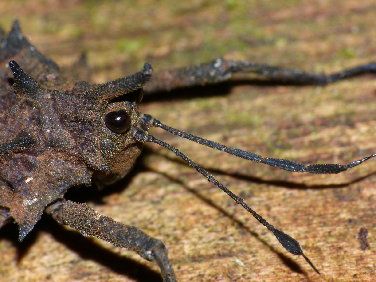 Real Monstrosities: Spiky Grouse Grasshopper