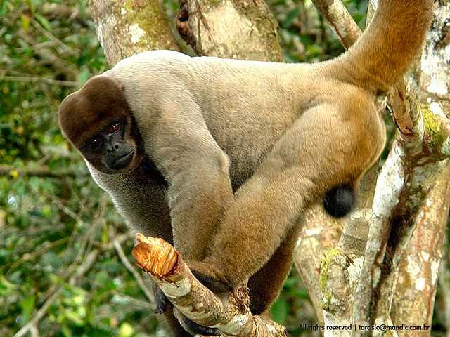 Bom Lero: Animais brasileiros