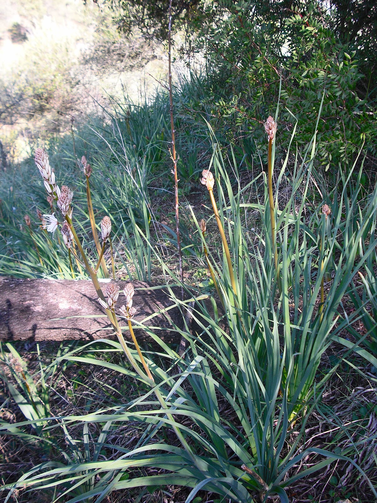Manuel Cabello y Esperanza Izquierdo. "El blog de Ocurris". En Ubrique ...