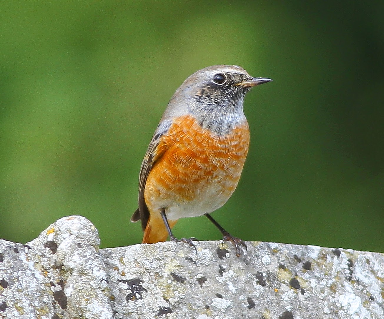 Birding Poole Harbour & Beyond: 3 Sep 14 - Churchyard Redstarts