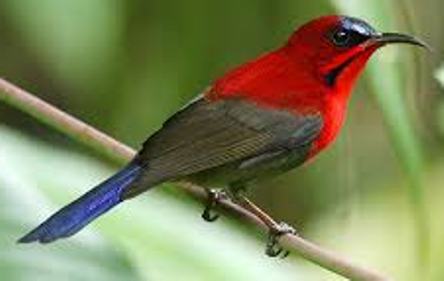 Perawatan Burung Madu Sepah Raja | Kicau Burung Mania