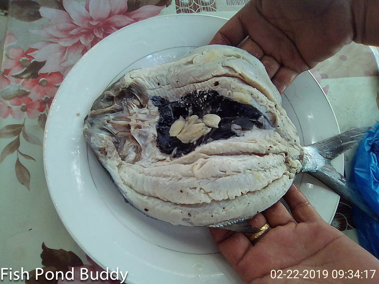 Fish Pond Buddy: How to Debone Bangus