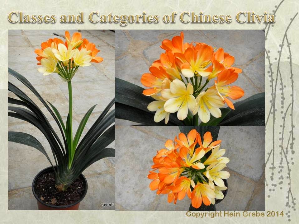 Sharing flower bulb information: Different types of Chinese Clivia