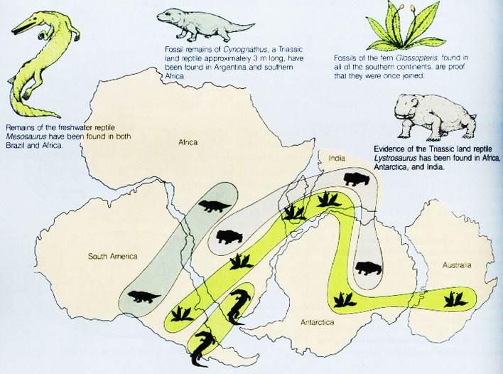 Bukti-Bukti Otentik Teori Pergeseran Benua Wegener - Biologizone