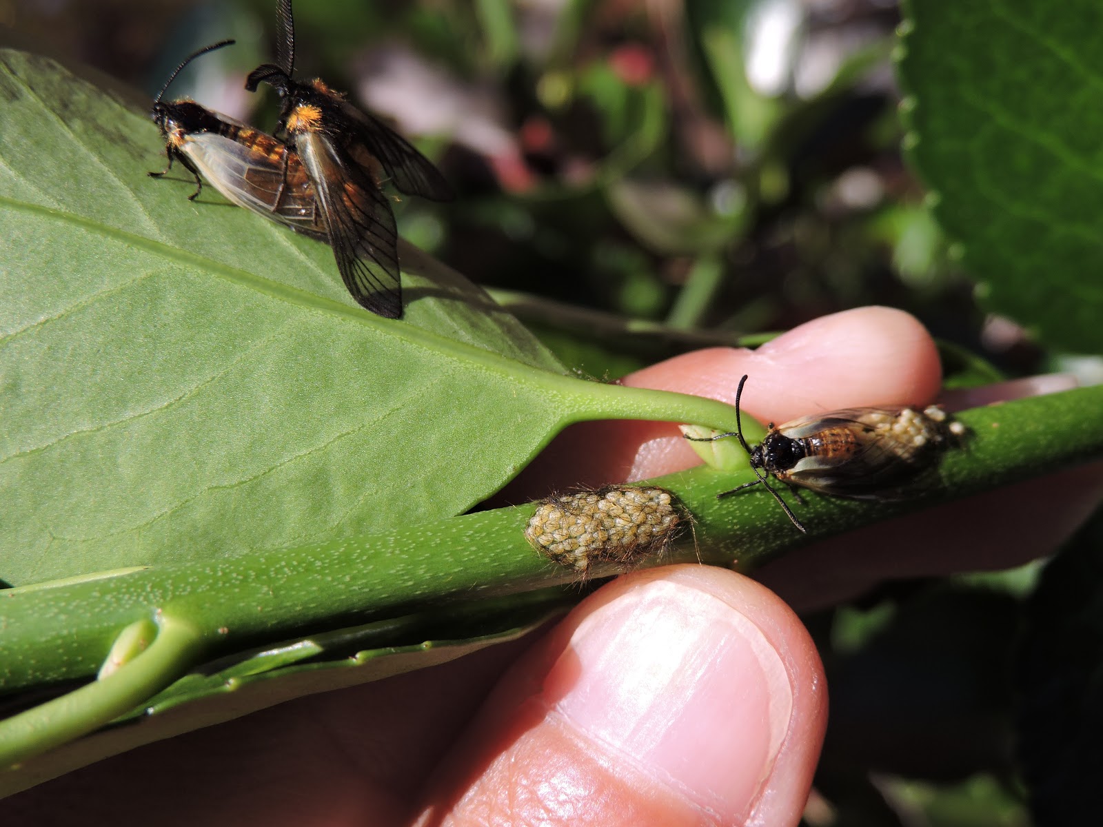 Capital Naturalist by Alonso Abugattas: Euonymus Leaf Notcher Moths