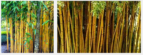 BAMBU KUNING/BAMBUSA VULGARIS - Ensiklopedia Tumbuhan