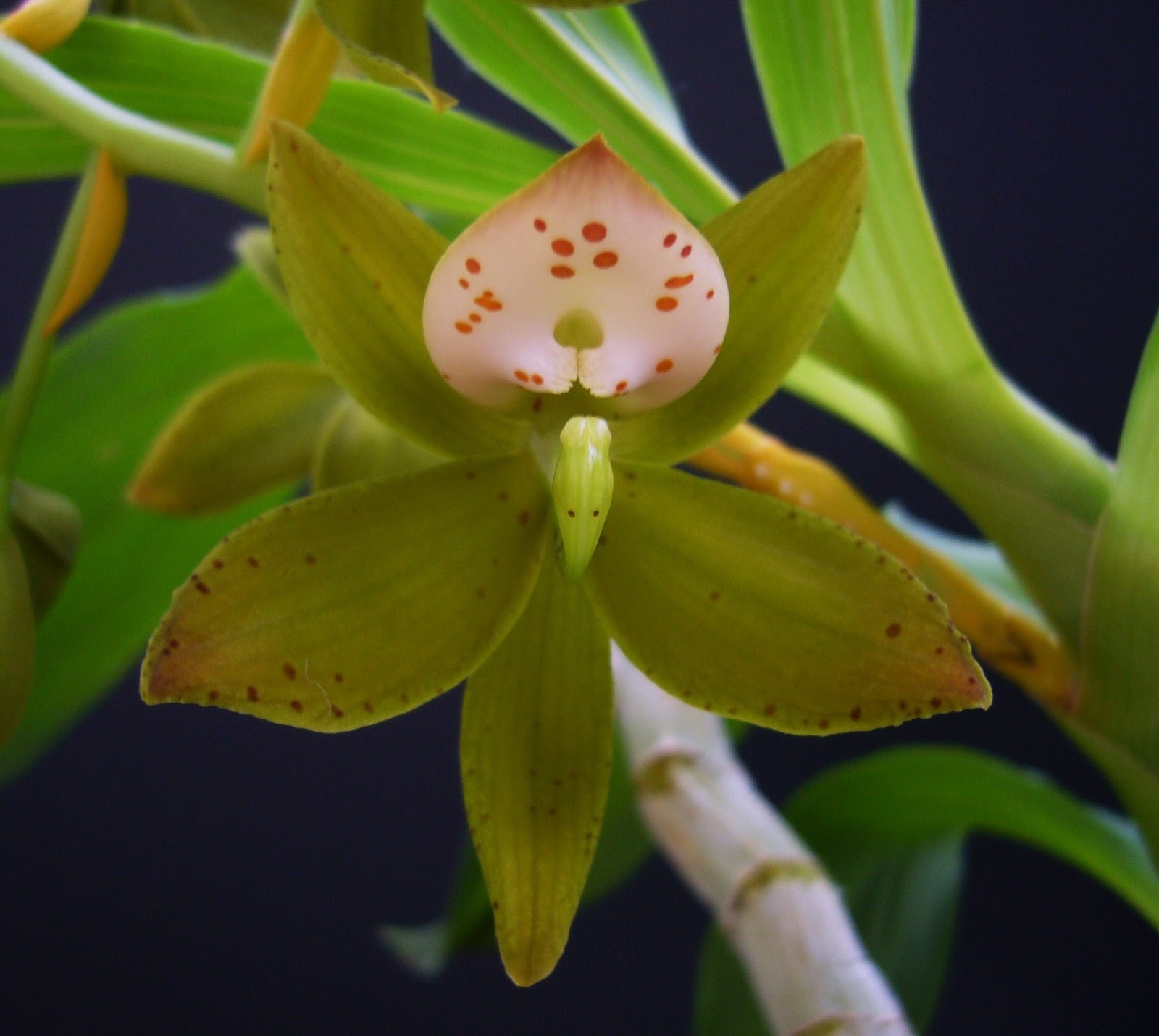 EXPOR ORQUIDEAS.COM: Clowesia - Mormode - Cycnoches