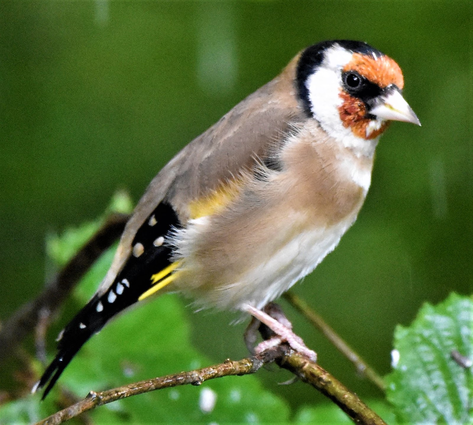Andrew Robin photography.: Goldfinch.