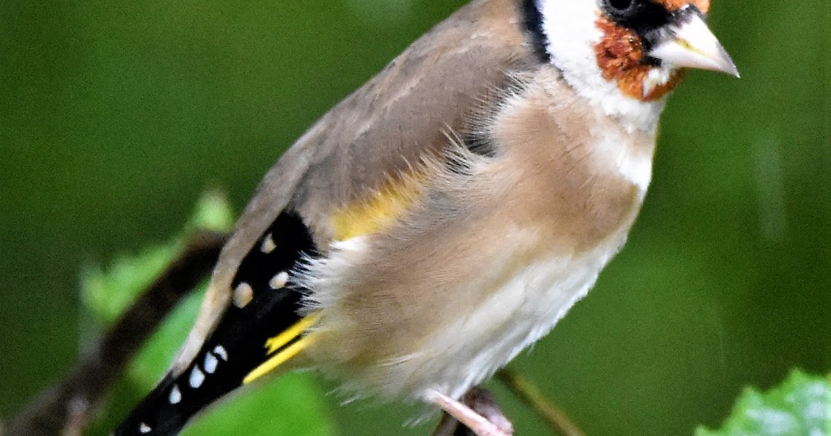 Andrew Robin photography.: Goldfinch.