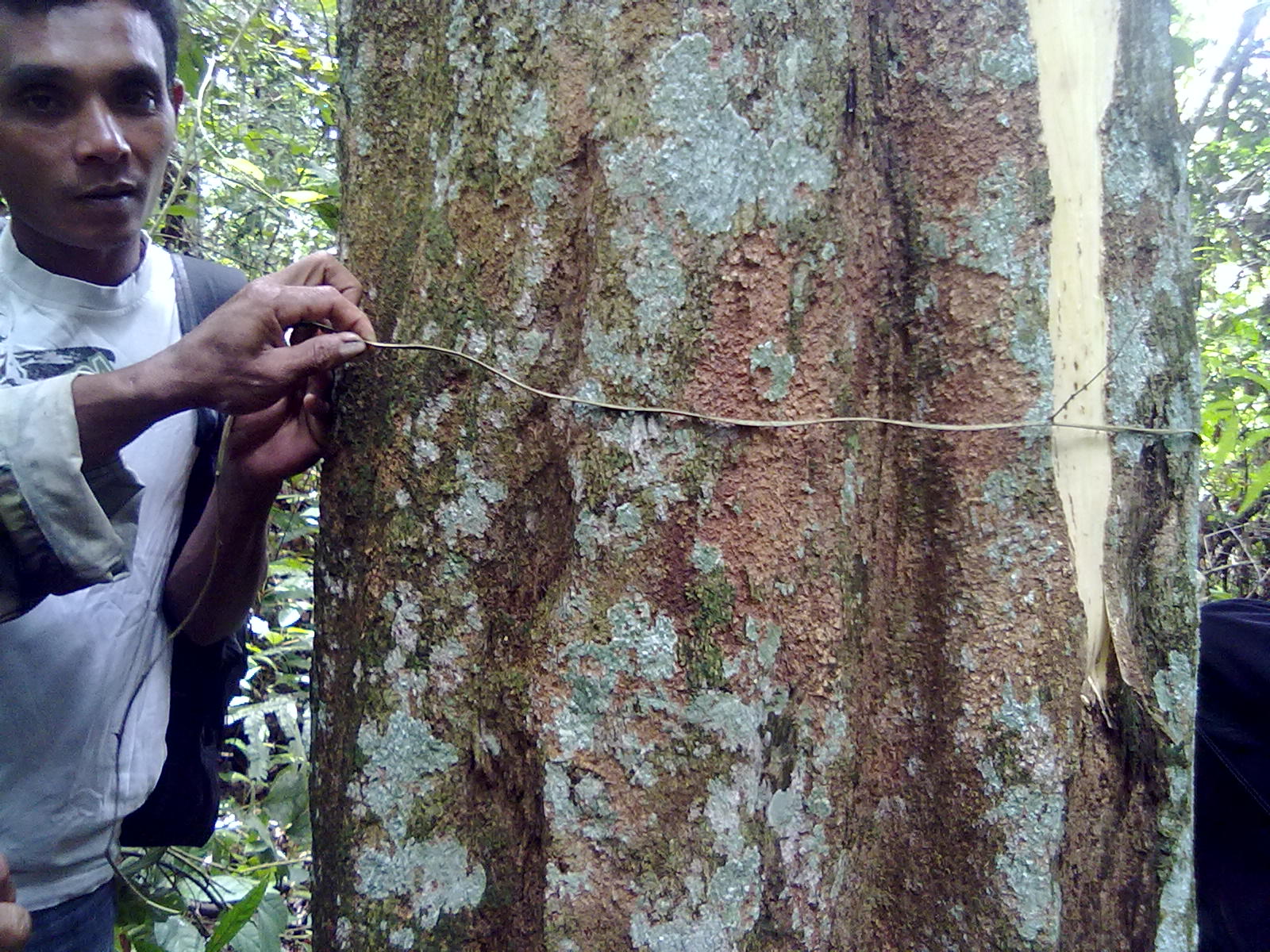 Gaharu dan Lebah Madu: Jumpa Pokok Gaharu Besar Di Hutan