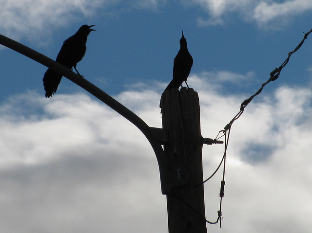 The Garrulous Grackle?