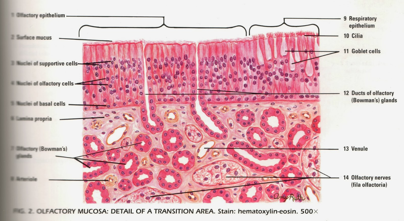 Kanser Kulit - Jenis, Punca & Cara Merawat ~ FreeVitamin.my