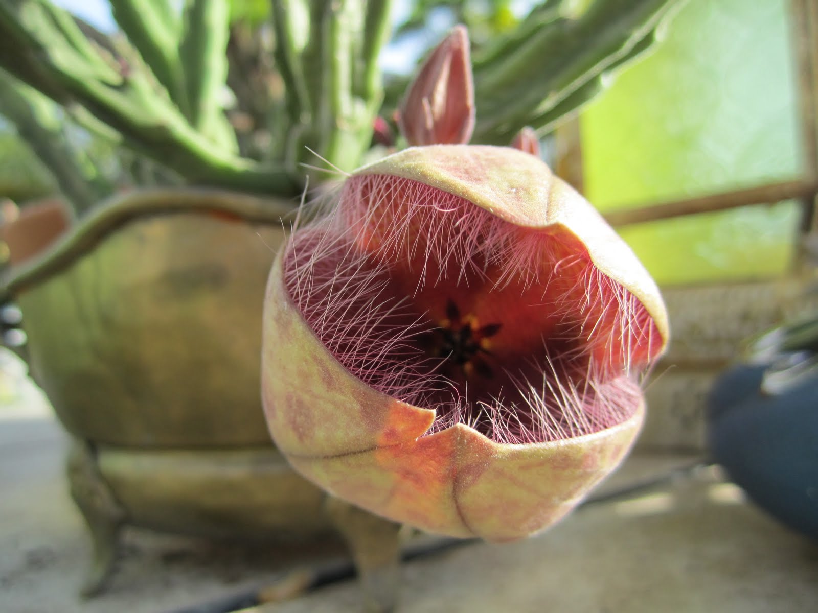 The Stunning Stapelia Succulent Flower