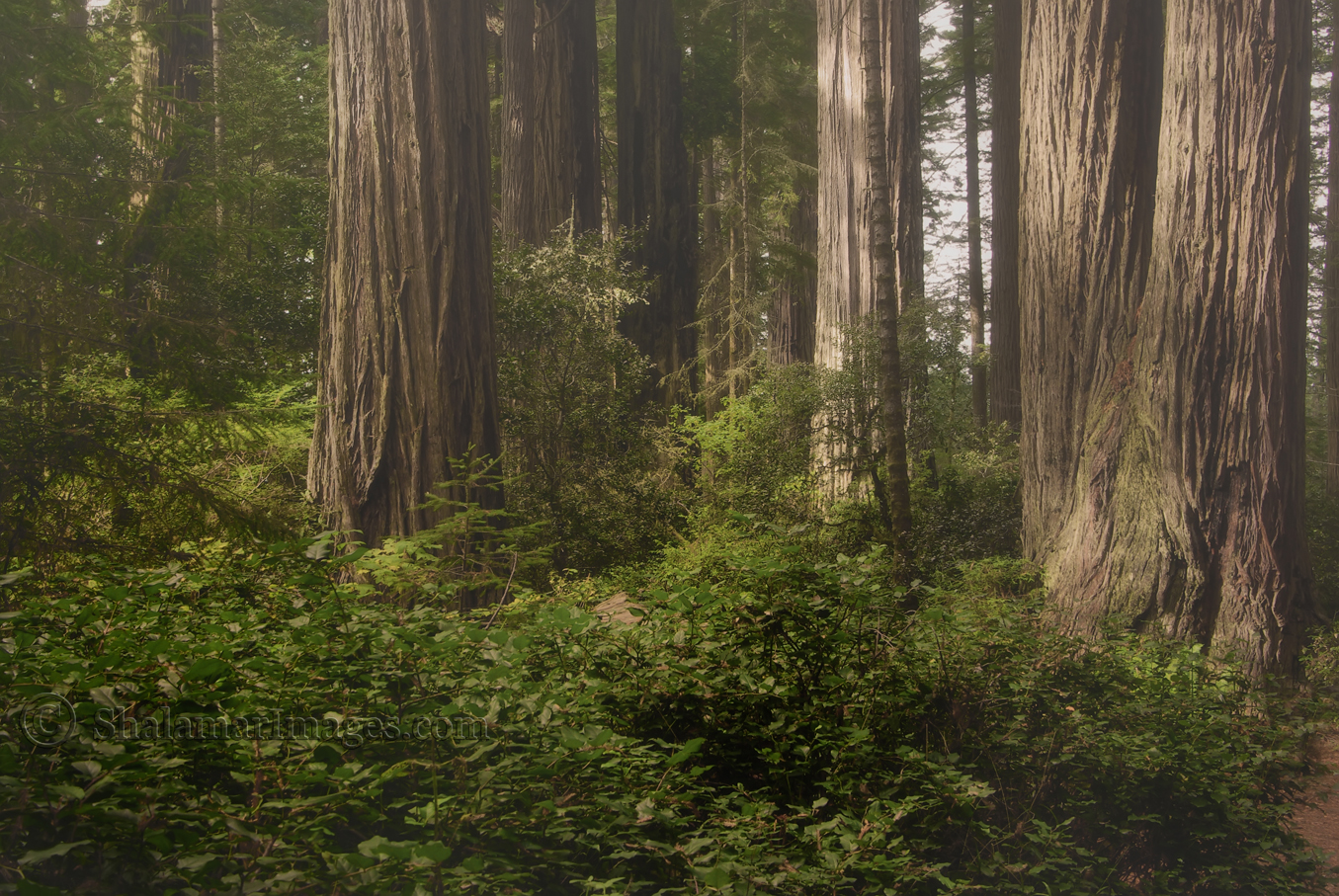 ShalamarImages Landscape Photography: California Redwoods Photography