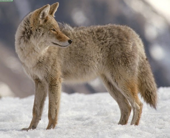 Blog de chasse au chevreuil à l'arc: Le contrôle des coyotes